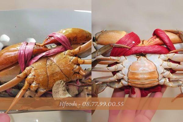 Cách Phân Biệt Cua Đực Và Cua Cái Chuẩn