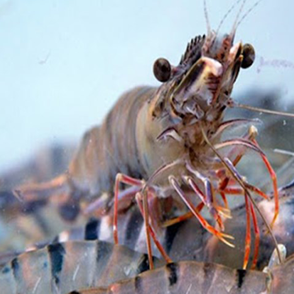 Tôm sú là gì? Giá bao nhiêu? Các loại tôm sú, gợi ý món ăn và cách chế biến